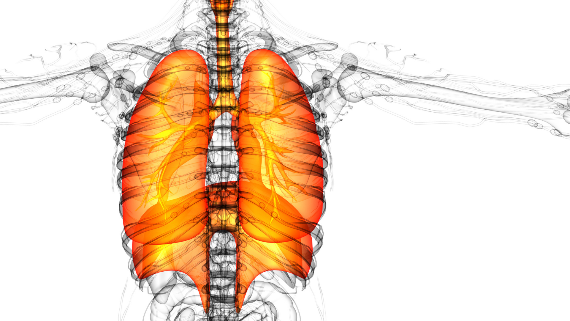Stretch and Activate Your Intercostal Muscles for Better Breathing ...